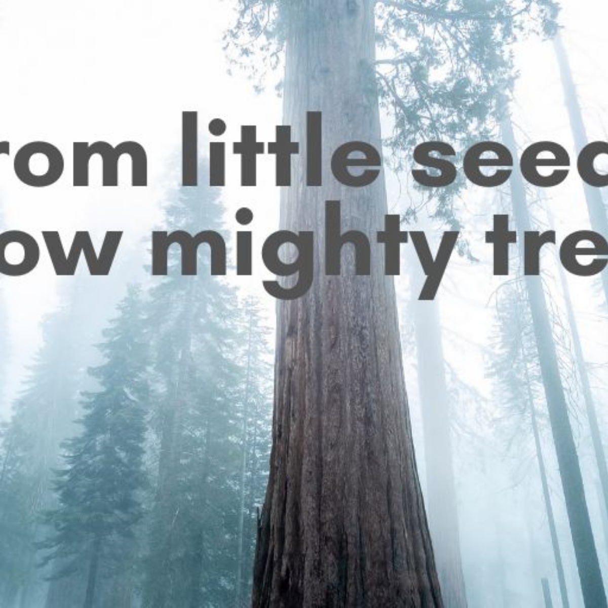 Galliard Primary School - Just One Tree Day